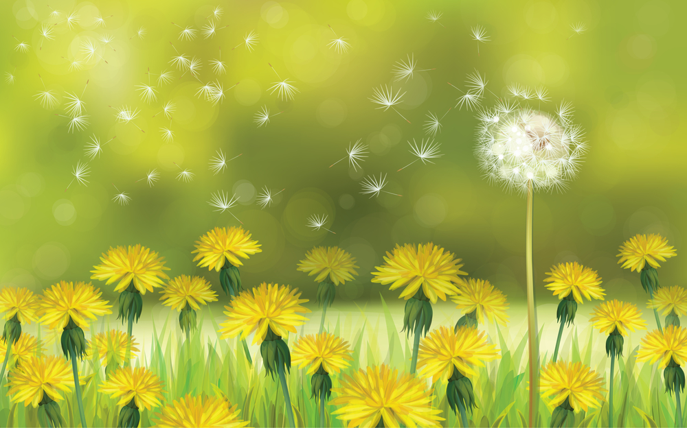 Dandelions | Stories from Moonberry Lake